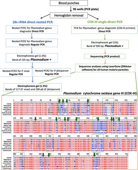 Flowchart Of PCR Techniques And Alignment Of The Plasmodium Cytochrome Download Scientific