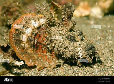 Devil Fish Demon Stinger Or Devil Stinger Inimicus Didactylus