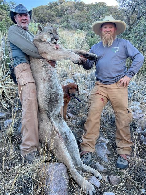 Mountain Lions Hunting