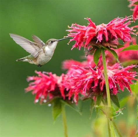 Hummingbird Migration In Illinois Backyard Visitors