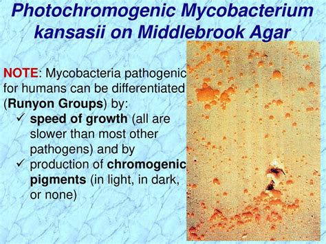 Mycobacterium Marinum Treatment Antibiotic