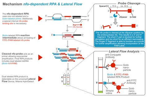 Recombinase Polymerase Amplification And Lateral Flow
