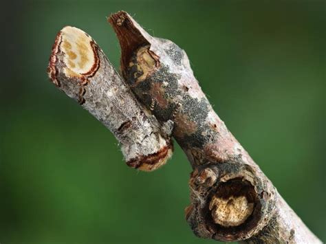 A Buff Tip Moth Mimicking The End Of A Twig Papillons Nocturnes Bout