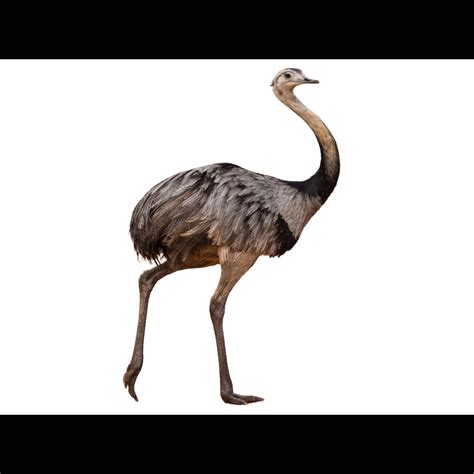 Greater Rhea Rhea Americana Identification Birda