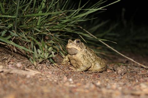 Woodhouses Toad Rtoads