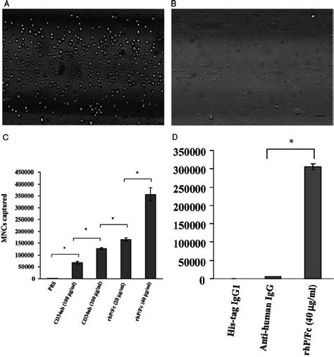 Capture Of Bone Marrow Mncs On The Inner Surface Of The Flow Device Download Scientific Diagram