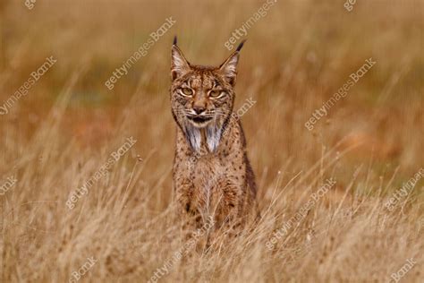 Iberian Lynx Lynx Pardinus Wild Cat Endemic To Iberian Peninsula In
