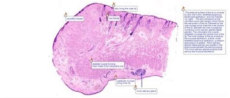 Glass Adipose Tissue Histology Slide For Chemical Laboratory Thickness Mm At Rs Piece