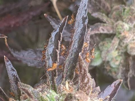 Assassin Nymphs Vs Leaf Footed Nymphs R Whatisthisbug