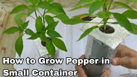 How To Grow Pepper From Seed In A Small Container Khingskaar Youtube