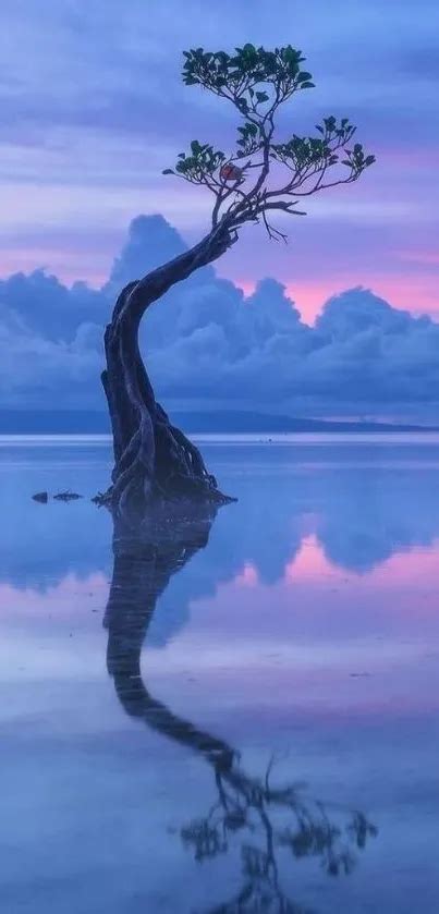 Serene Sunset Tree Reflection Free Download