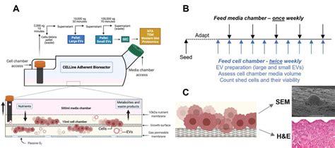 Schematic Of Bioreactor Experimentation And Maintenance A Diagram Of Download Scientific