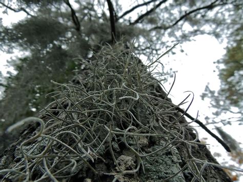 Tree Veins By Lowfrequencyoutput On DeviantArt