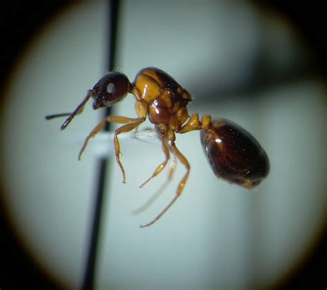 Raspberry Pi Camera Adapter For Stereo Microscope Eyepieces By Patrich Download Free Stl Model