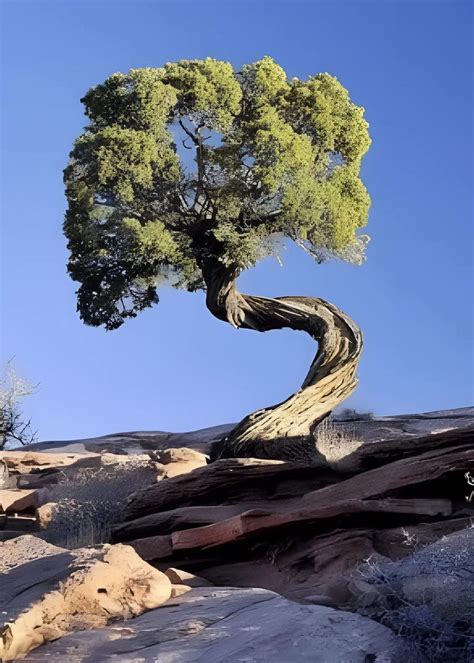 Tree Structure Artofit