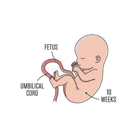 Developmental Features Typical At This Gestational Stage The