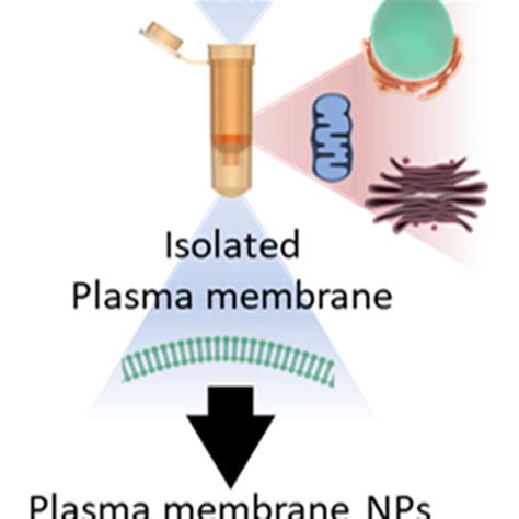 Schematic Representation Of How The Whole Cells Were Fractionated Into