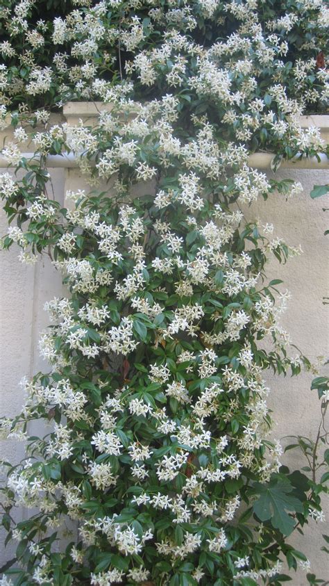 How To Grow Jasmine Indoors Smart Garden Guide Artofit