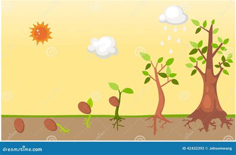 Tree Life Cycle Vector Stock Vector Illustration Of Botanical 42432392