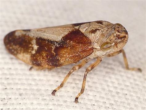 Spittlebug Aphrophora Gelida Bugguide Net