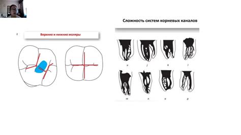 Семинар 6 Шүдний анатомийн бүтэц Youtube