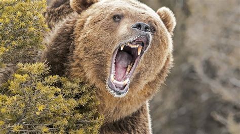 Un Grizzly Combattant Un Lion