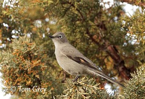 Townsends Solitaire