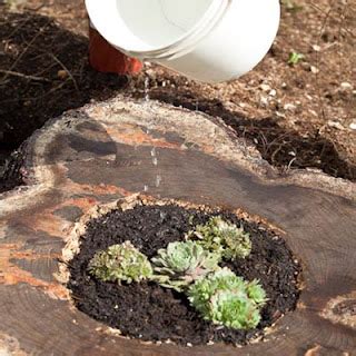 Gardening For Beginners How To Create A Tree Stump Planter