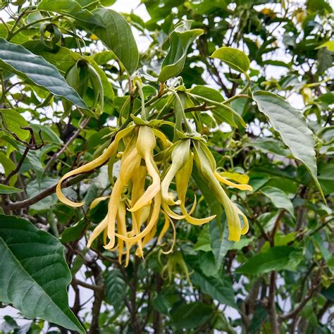 Ylang Ylang Flowers Cananga Odorata Cananga Odorata Known As Ylang