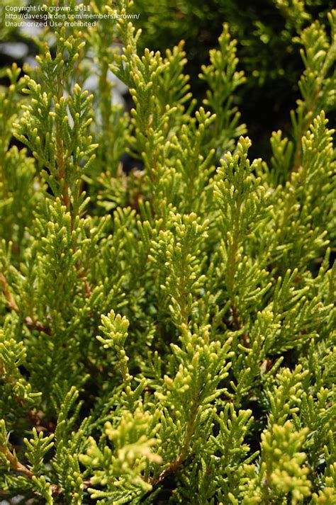 Plantfiles Pictures Chinese Juniper Monlep Juniperus Chinensis By