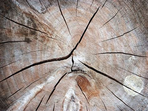 Tree Trunk Lines Section Trunk Photo Background And Picture For Free Download Pngtree