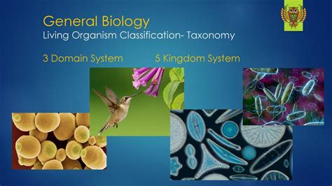 Classification And Taxonomy Youtube
