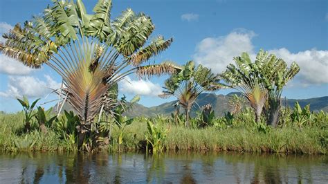 Ravinala Palm Trees River Madagascar Wallpaper Nature And Landscape
