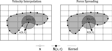 fluid solid coupling through force and velocity interpolation between