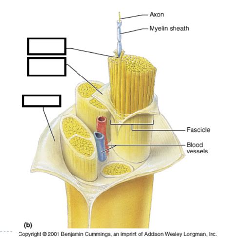 Lab 7 Diagram Quizlet