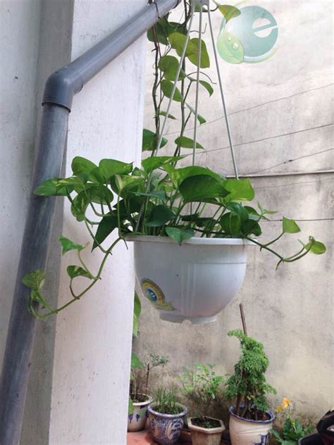 Vạn Liên Thanh Hoa Theo Mùa Các Loại Trang Trí Cây Xanh Cây Phong Thuỷ để Bàn Làm Việc Hợp