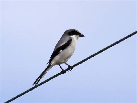 Pictures And Information On Loggerhead Shrike