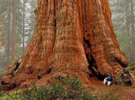 General Shermanthe Biggest Tree On Earth 2000 Years Old Sequioa
