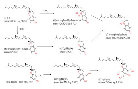 Oxidative Reaction Schematic Of α Tocopherol Described In The