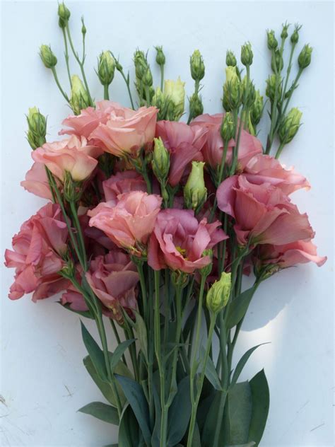 Lisianthus Eustoma Grandiflorum Artofit