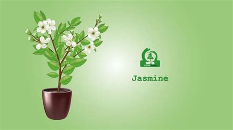 Jasmine Pptx