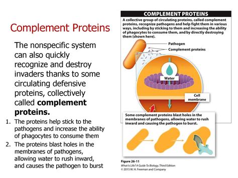 Chapter 26 Immunity And Health Ppt Download