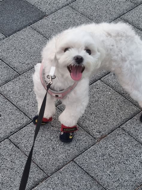 ㅎㅎㅎ당분간 똥강아지산책이 즐겁겠구나 오덕양성소 에펨코리아