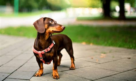 Can Dachshunds Swim Heres What You Need To Know A Z Animals