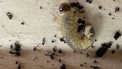 Help Our Garden Is Full Of Grass Grubs