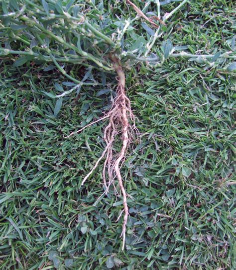 Knotgrass Identify Prevent And Control This Lawn Weed