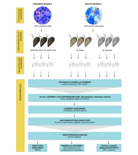 Graphical Representation Of The Experimental Design And Rna Seq Data Download Scientific