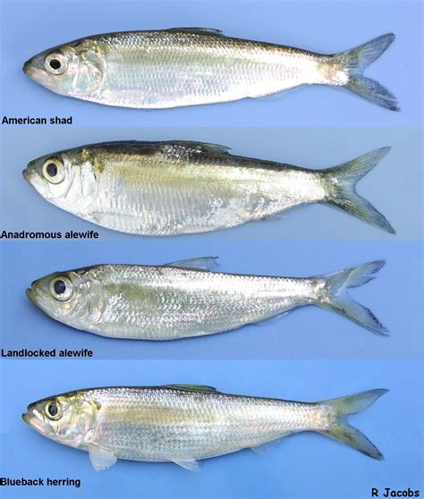 Shad Species Recovering The American Shad
