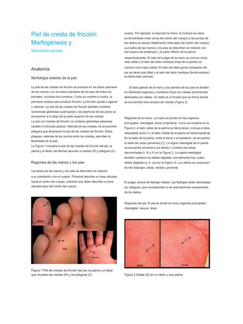 Anatomía De La Piel Con Crestas De Fricción Pdf Epidermis Piel