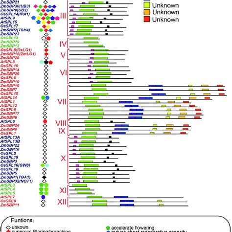 Functional Diversity And The Organization Of Putative Motifs Of Spl Download Scientific Diagram